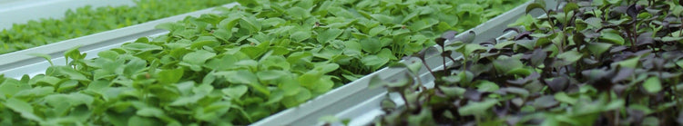 Grow Rack Kits – Urban Greens